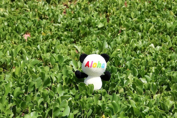 Aloha × ノッペラパンダ | 海遊びの達人 Love Ocean Live Creative